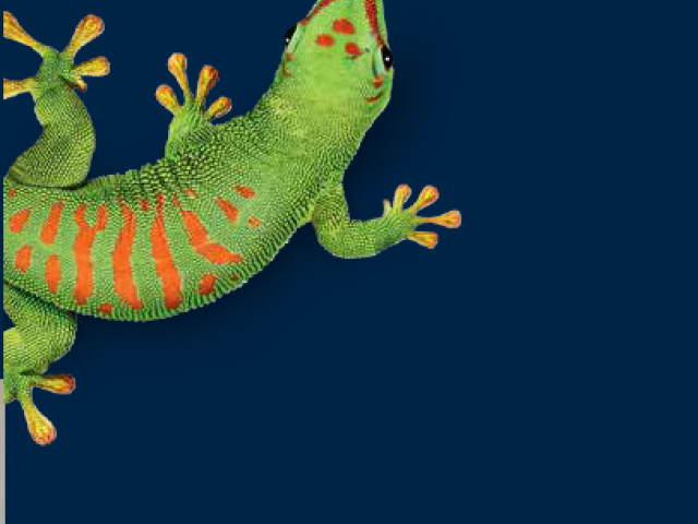 Bostik adhesives | Albers Parket